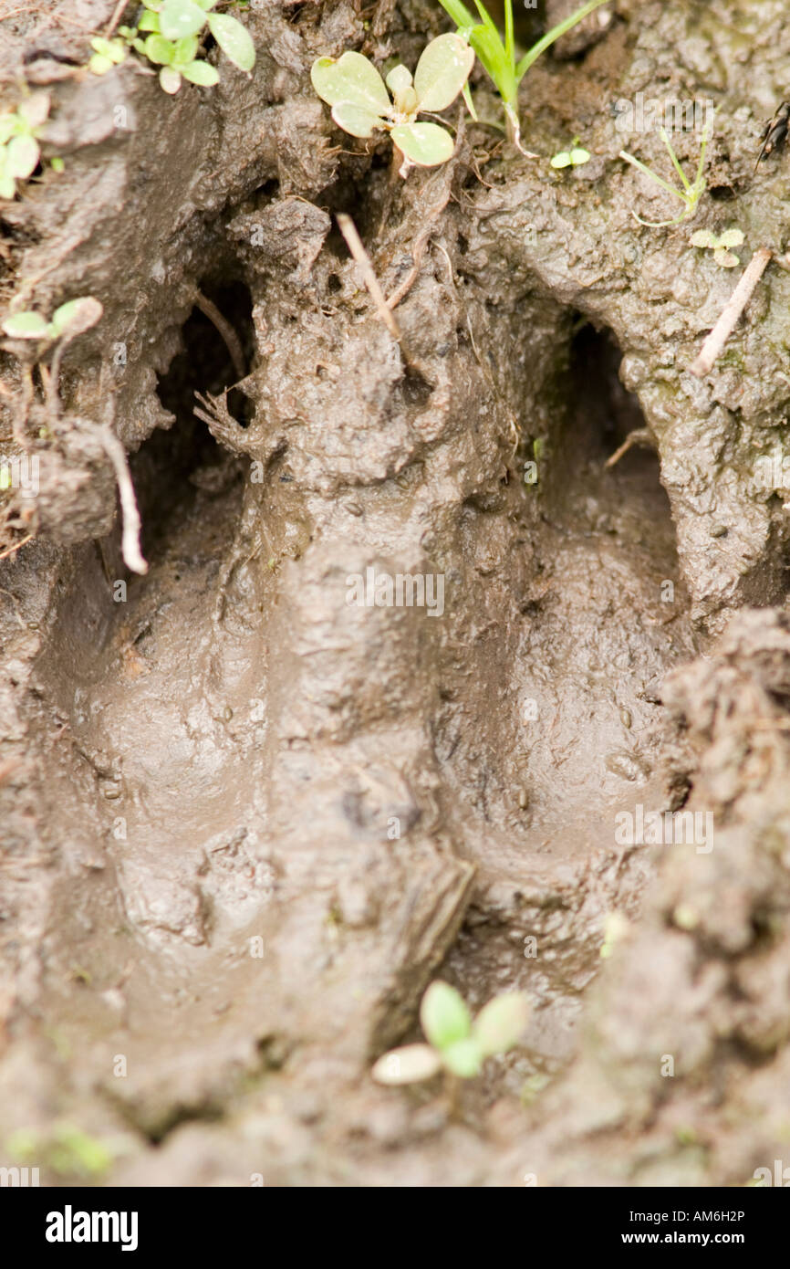 Puku hoofprint in mud Stock Photo - Alamy