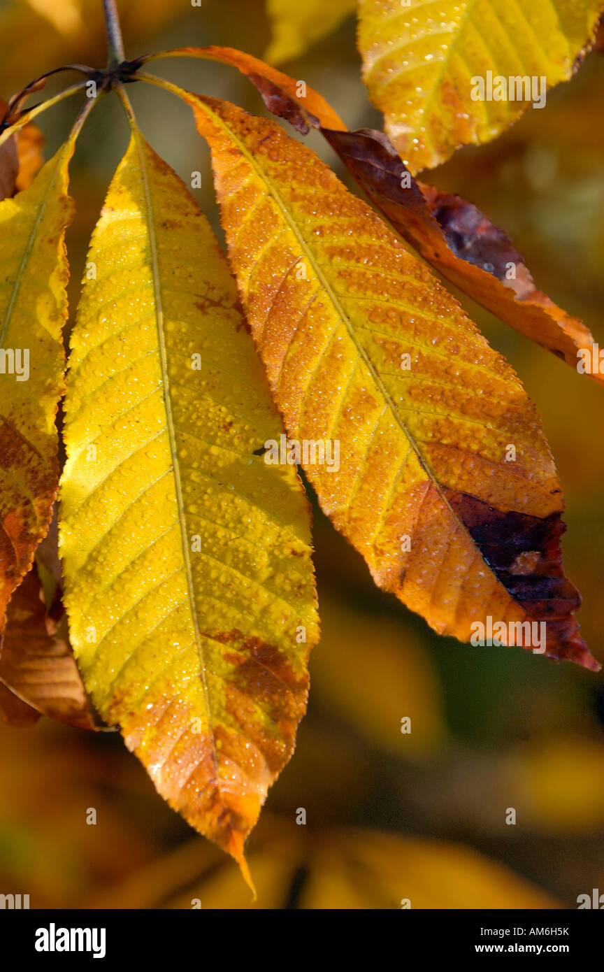 Indian Horse Chestnut Tree High Resolution Stock Photography and Images ...