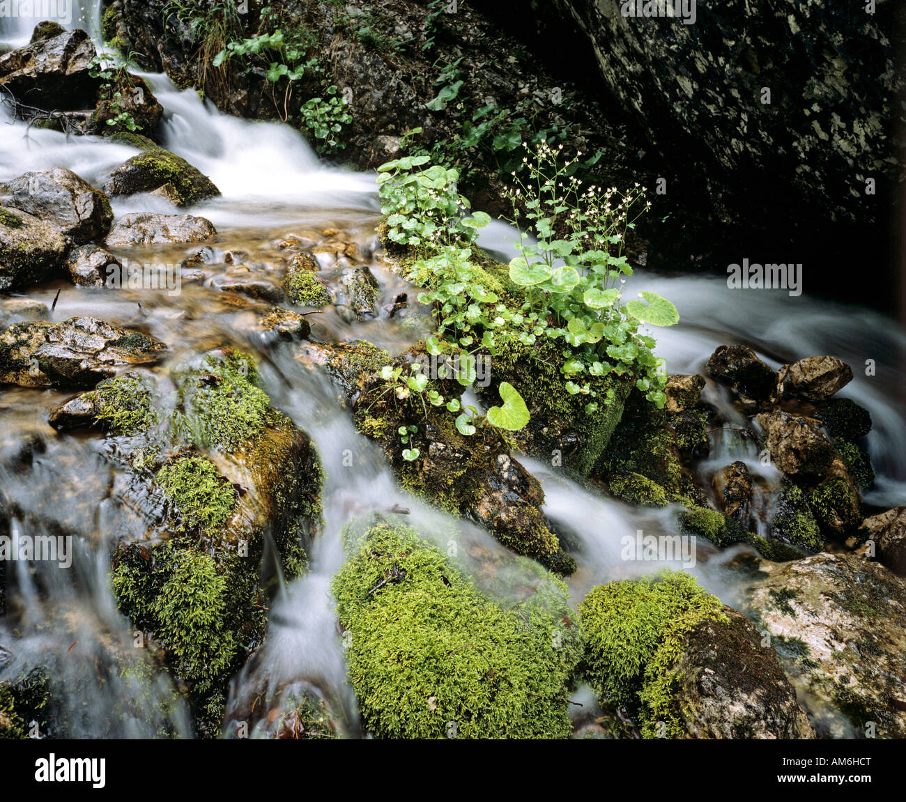 Mountain brook, Cascades, moss Stock Photo - Alamy