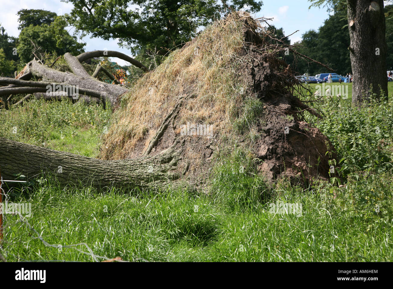 Pine tree blown over wind hi-res stock photography and images - Alamy
