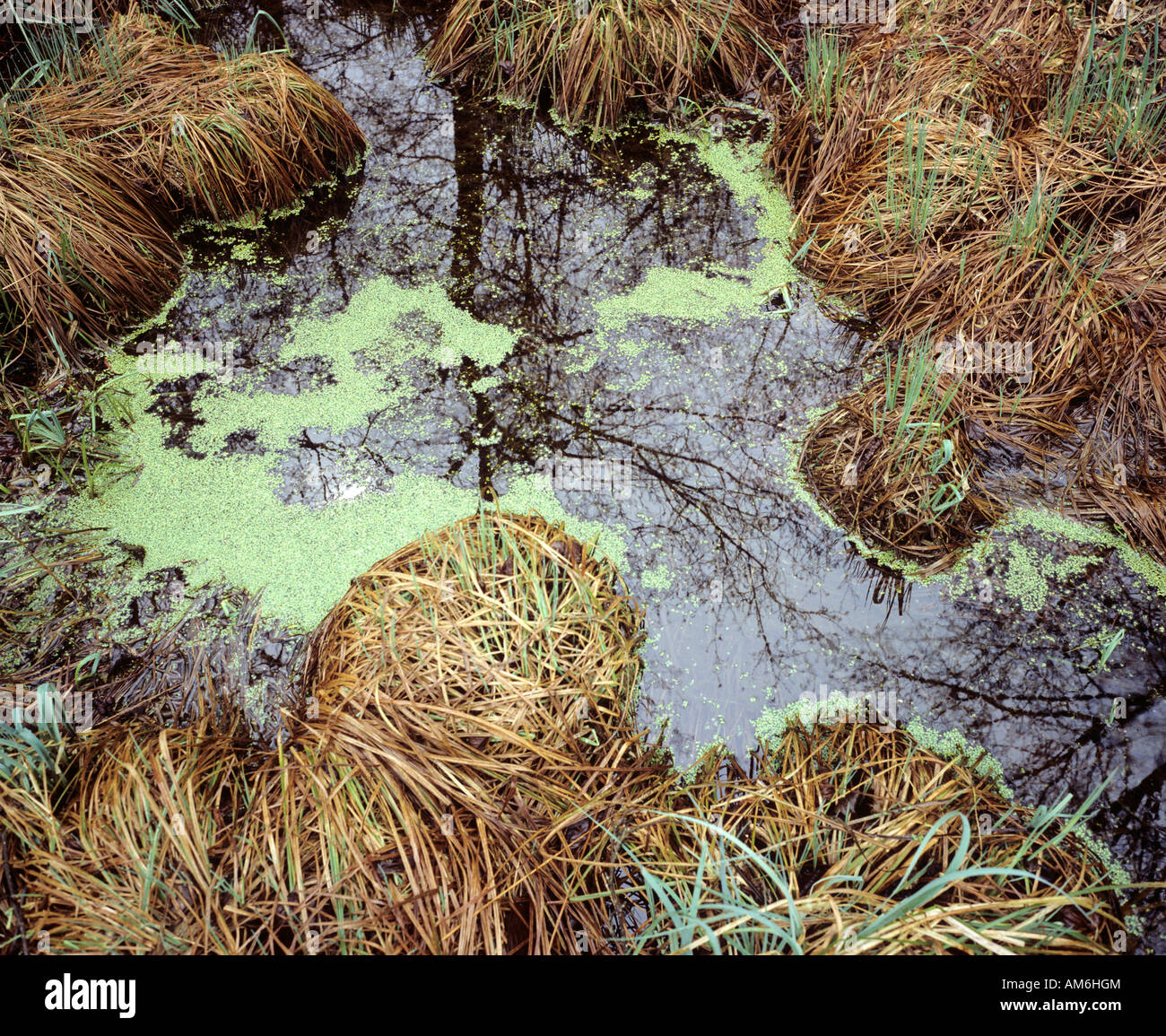 Swamp pond with waterlens (Lemnoideae Stock Photo - Alamy