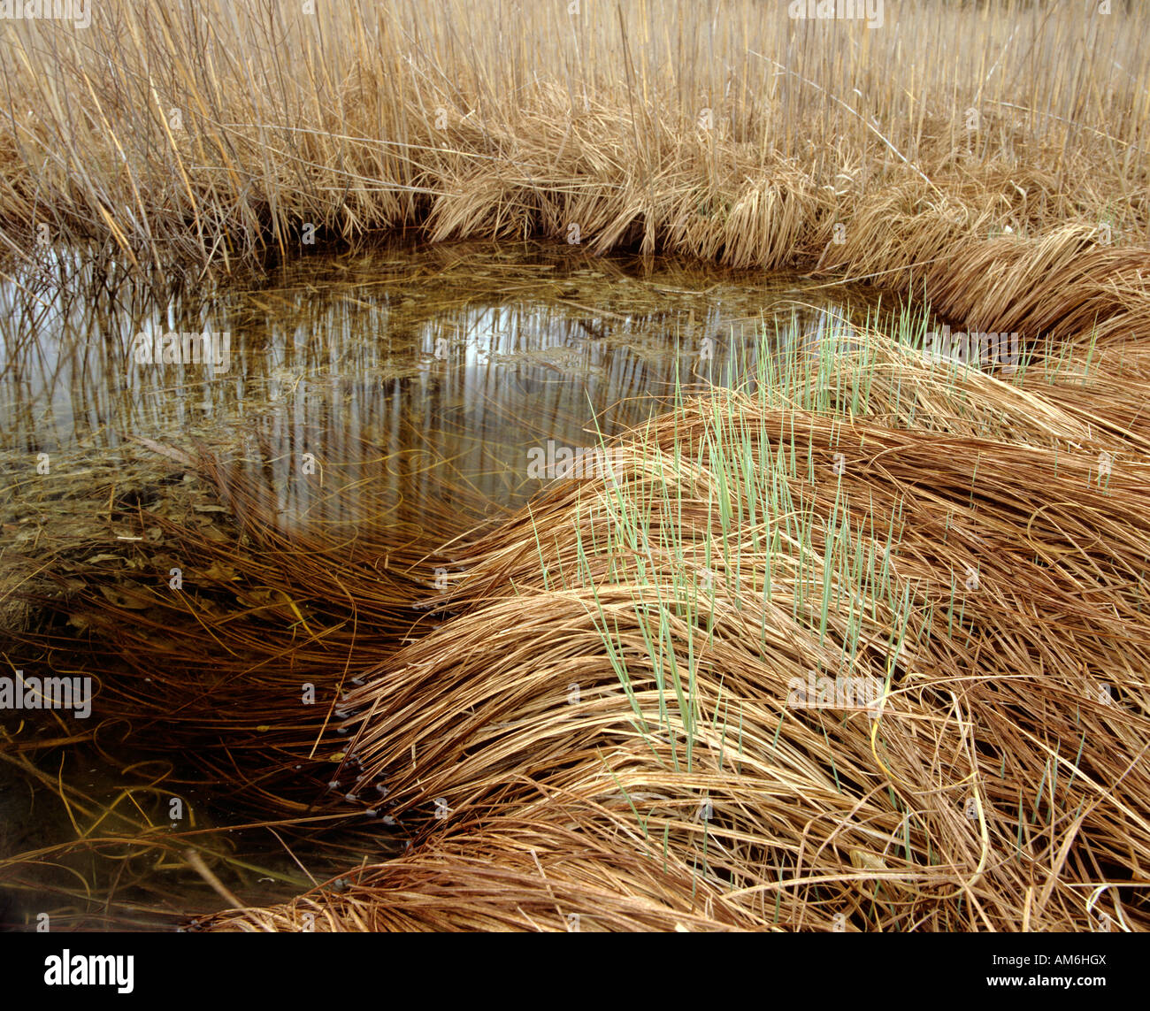 Schilfgras pflanzen hi-res stock photography and images - Alamy