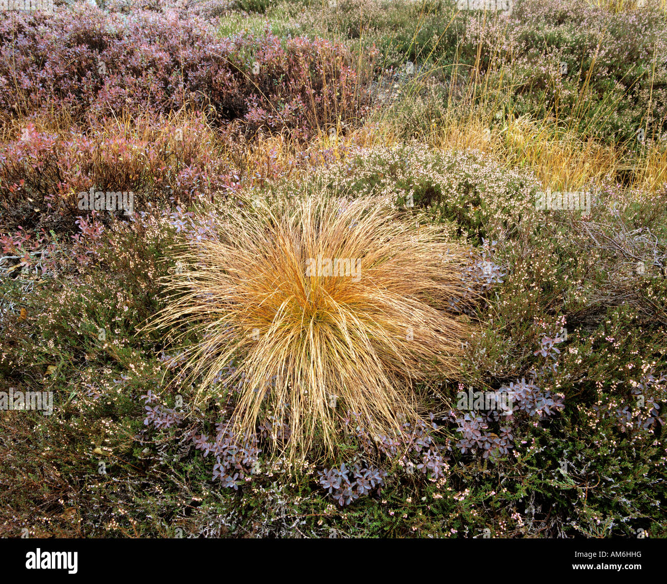 Swamp, various swamp plants Stock Photo - Alamy
