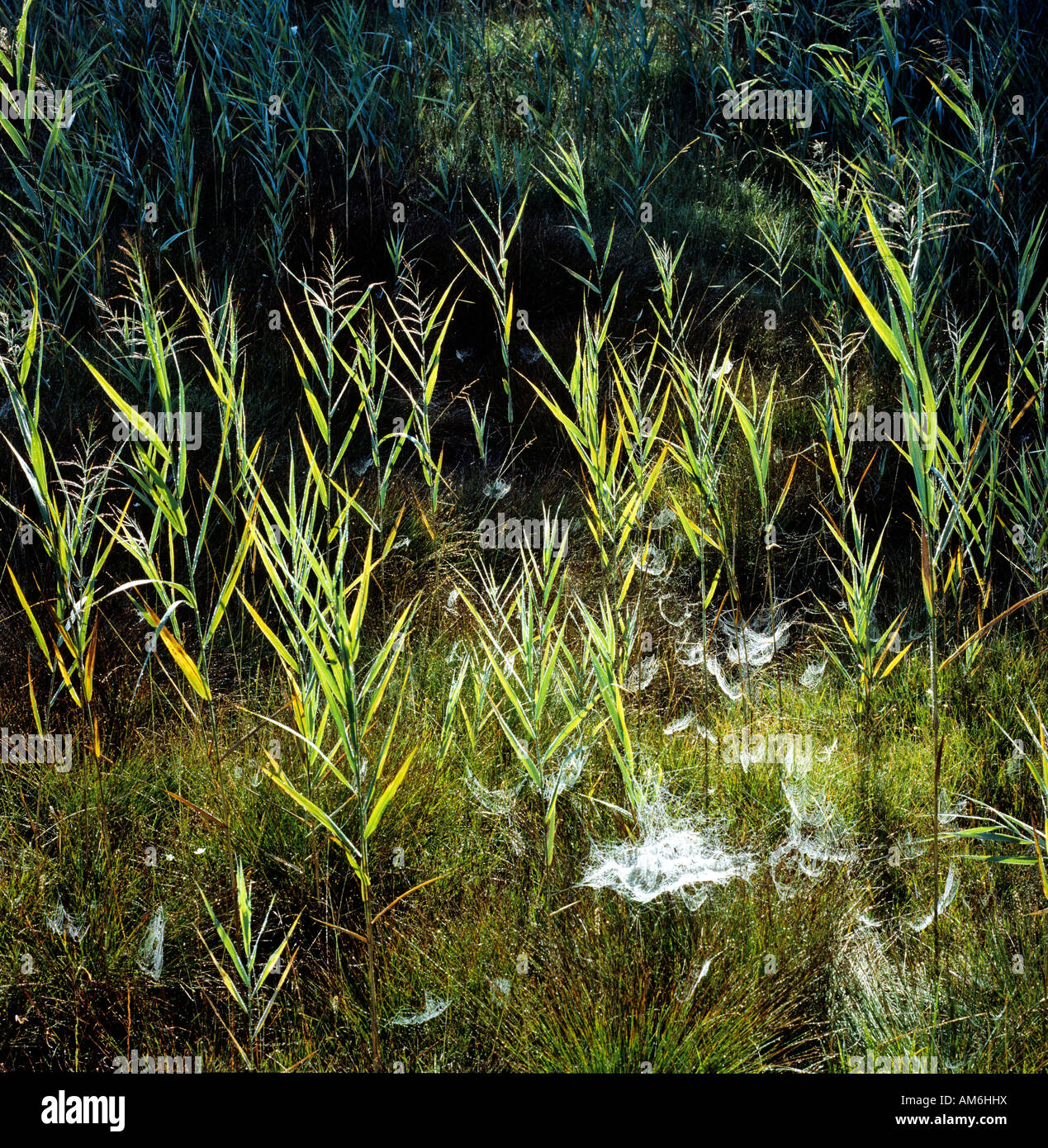 Swamp reed hi-res stock photography and images - Alamy