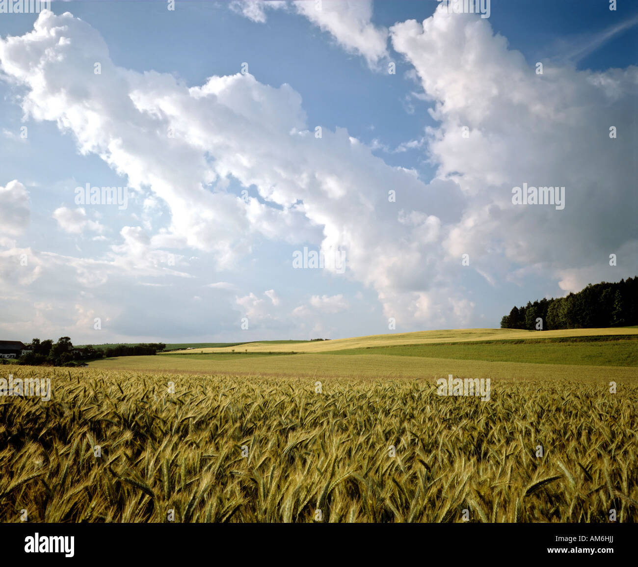 Grainfield, cloud mood Stock Photo - Alamy