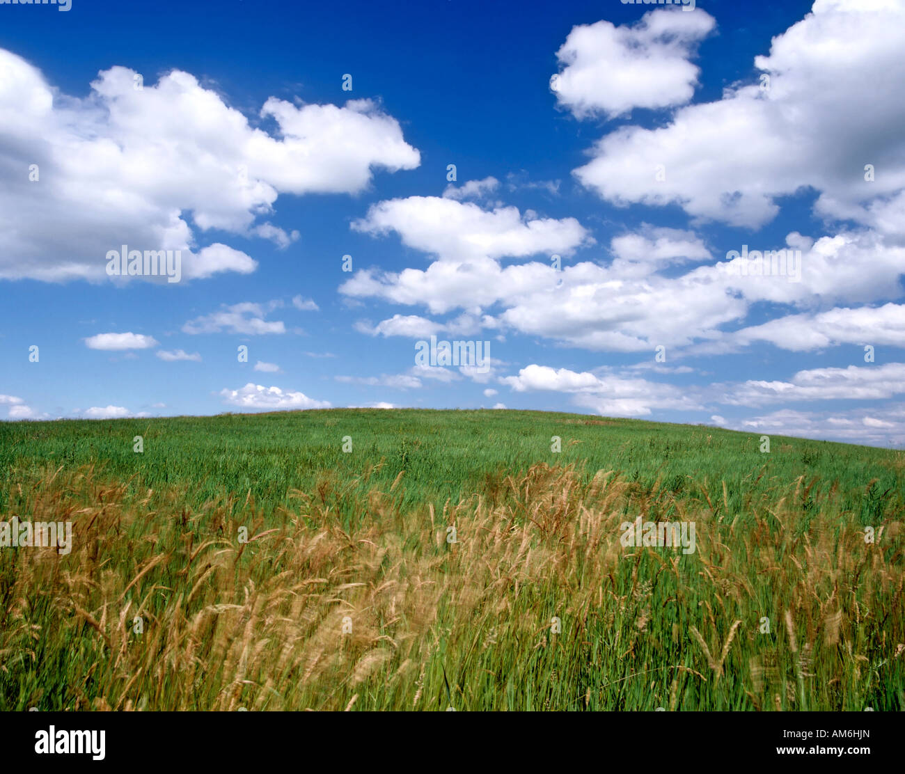 Grainfield, clouds, summer Stock Photo - Alamy