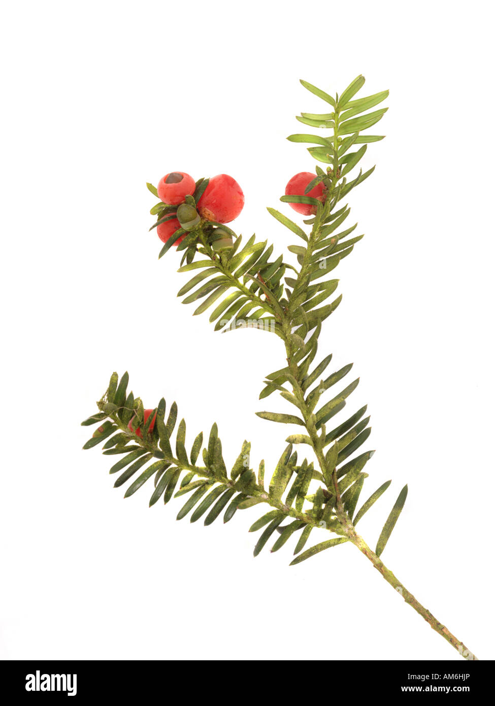 Yew hi-res stock photography and images - Alamy