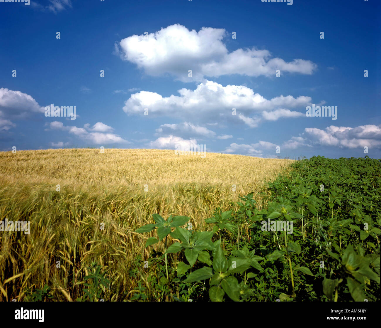 Grainfield, clouds, summer Stock Photo - Alamy