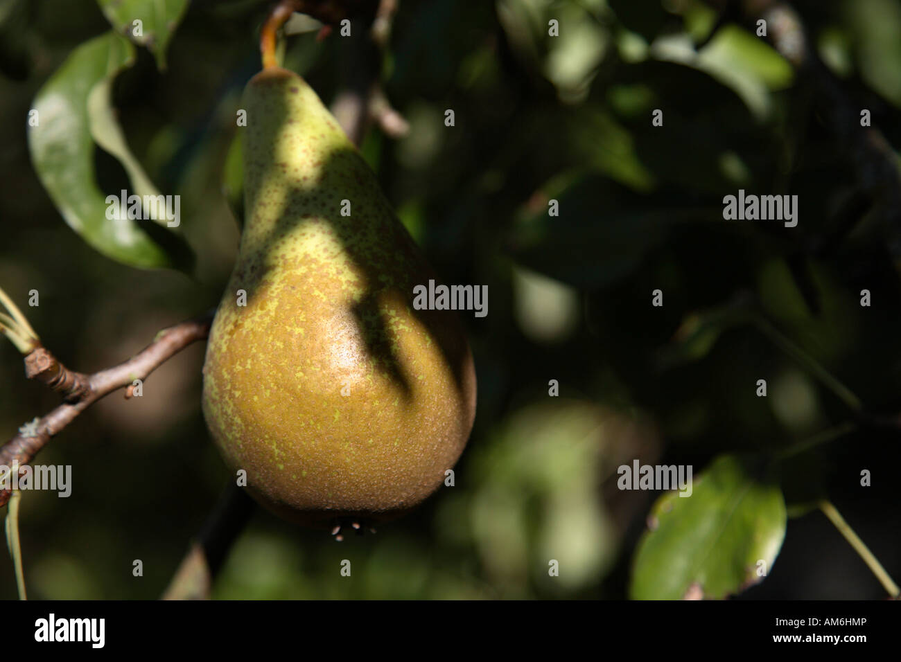 Pear Growing in Garden Surrey England Stock Photo - Alamy