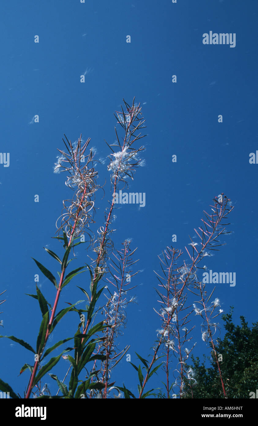 ROSEBAY WILLOWHERB dispersing seeds in the wind Epilobium angustifolium ...