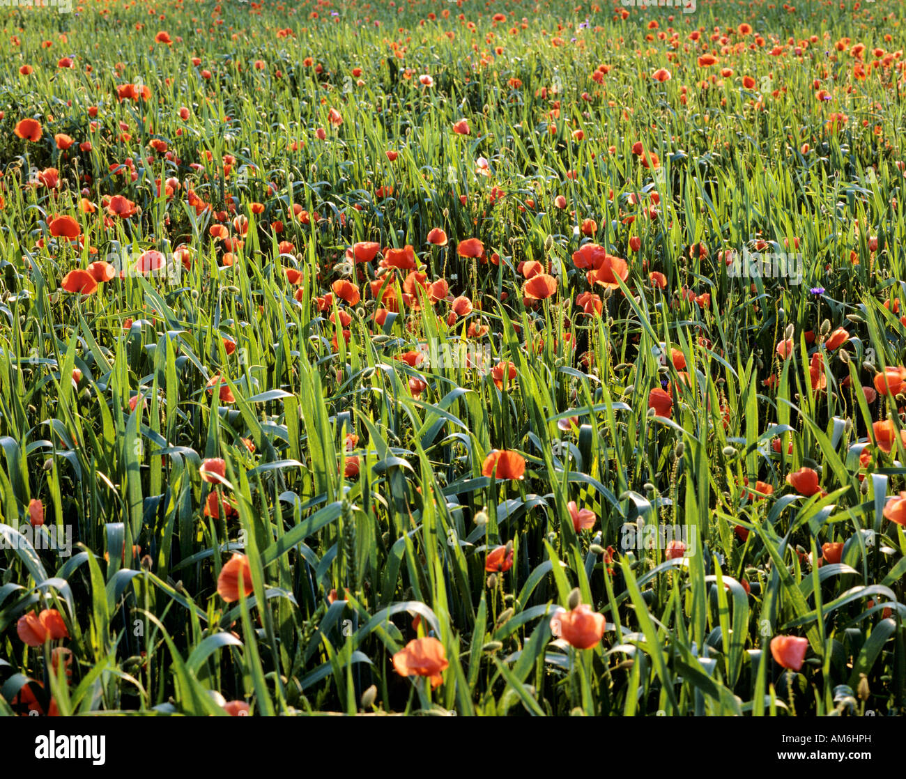 Poppy flowers (Papaver rhoeas) field, summer meadow Stock Photo - Alamy