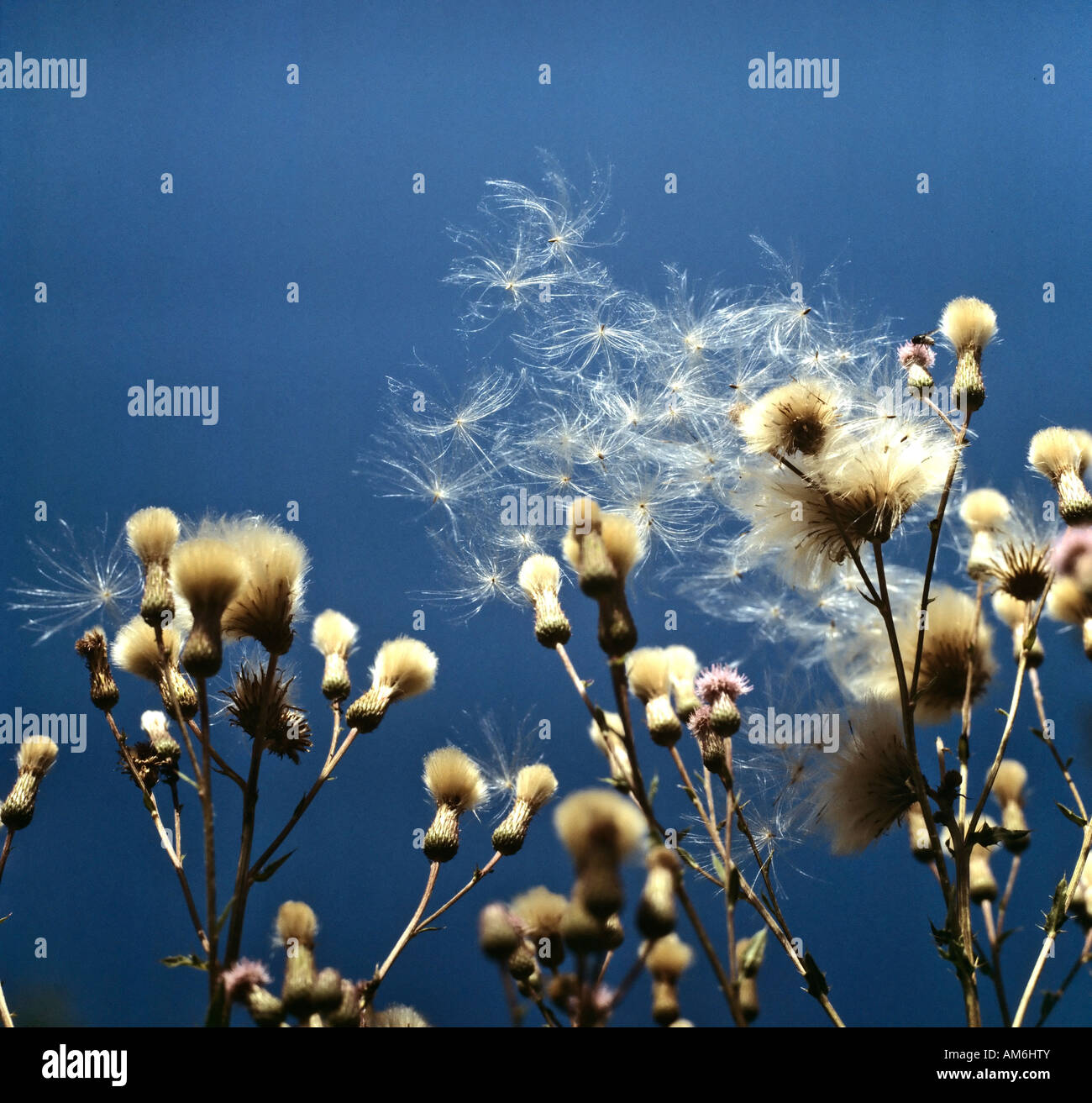 Flying seeds hi-res stock photography and images - Alamy