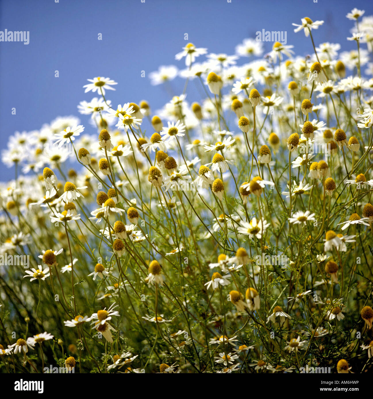German Chamomile (Matricaria recutita Stock Photo - Alamy