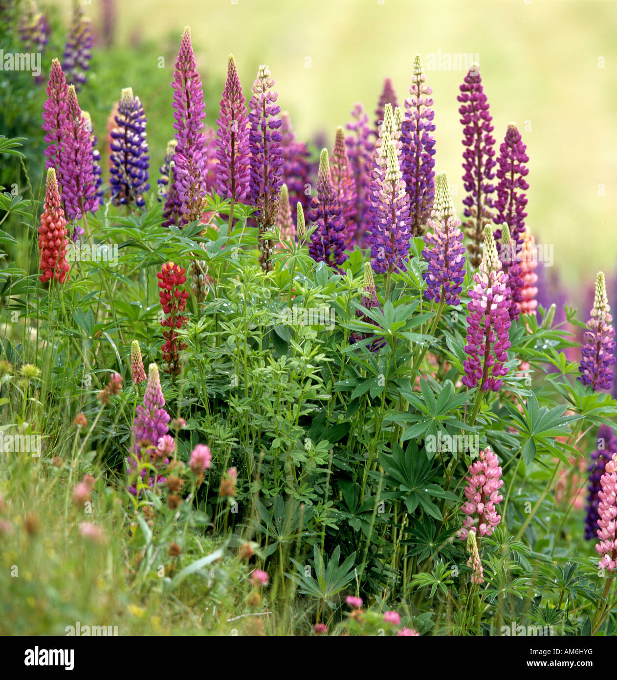 Large-leaved Lupine (Lupinus polyphyllus Stock Photo - Alamy