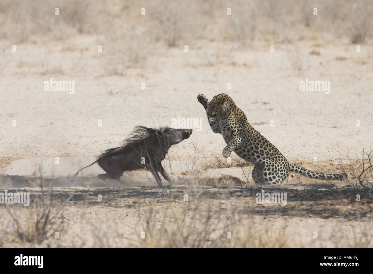 Leopard fighting a warthog in the Kalahari desert Stock Photo - Alamy