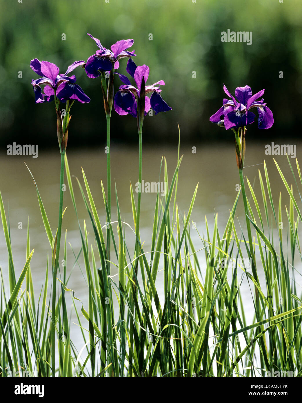 Iris at riverside Stock Photo - Alamy