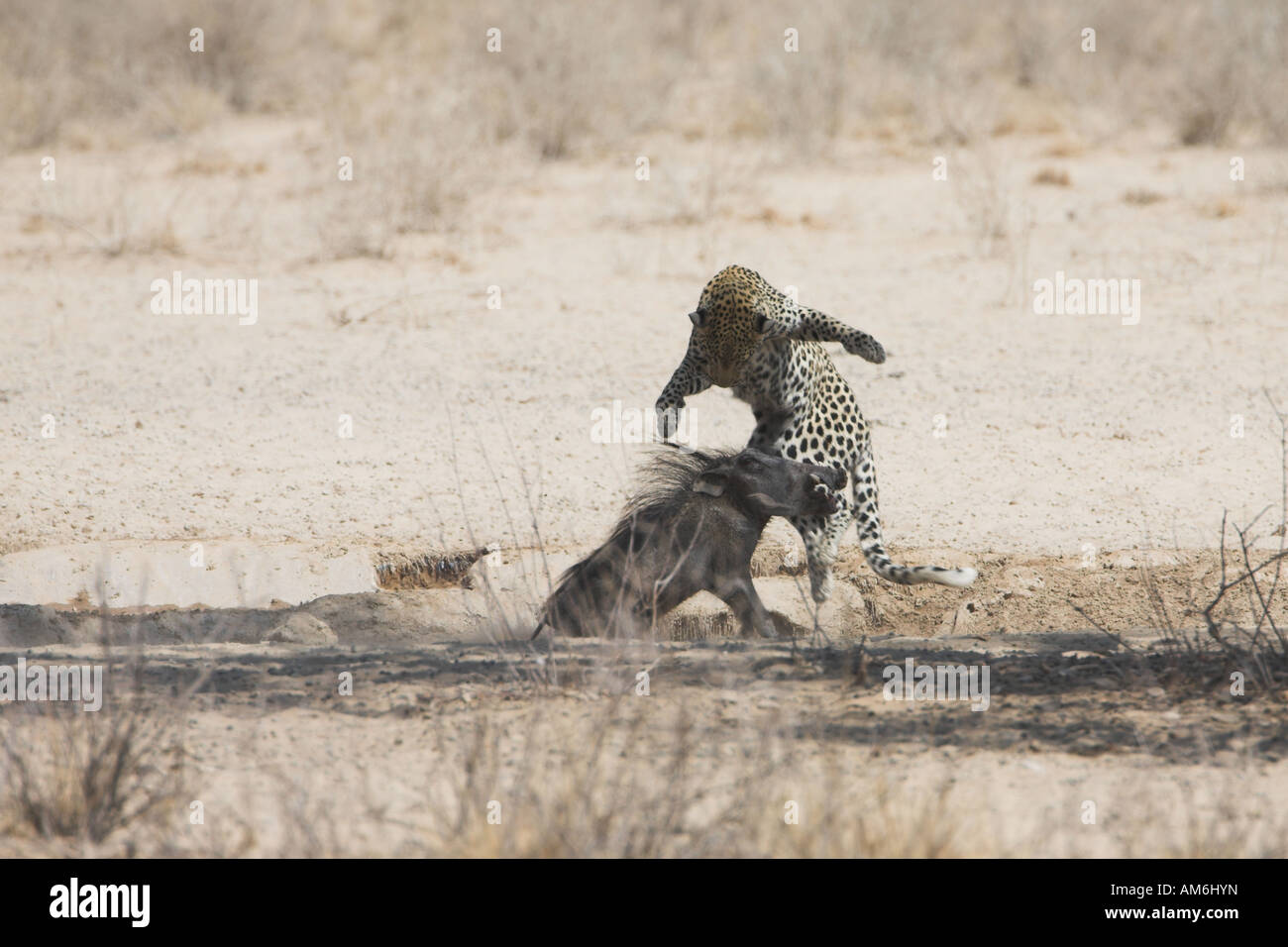 Leopard fighting a warthog in the Kalahari desert Stock Photo - Alamy