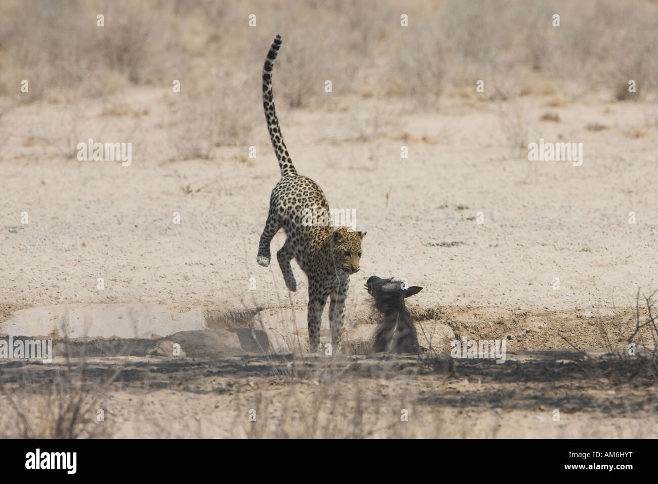 Leopard fighting a warthog in the Kalahari desert Stock Photo - Alamy