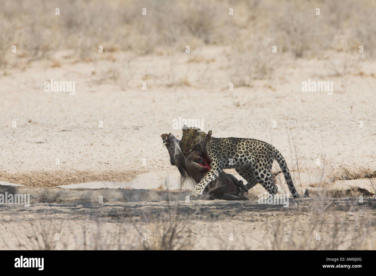 Leopard dragging its kill in the Kalahari desert Stock Photo - Alamy