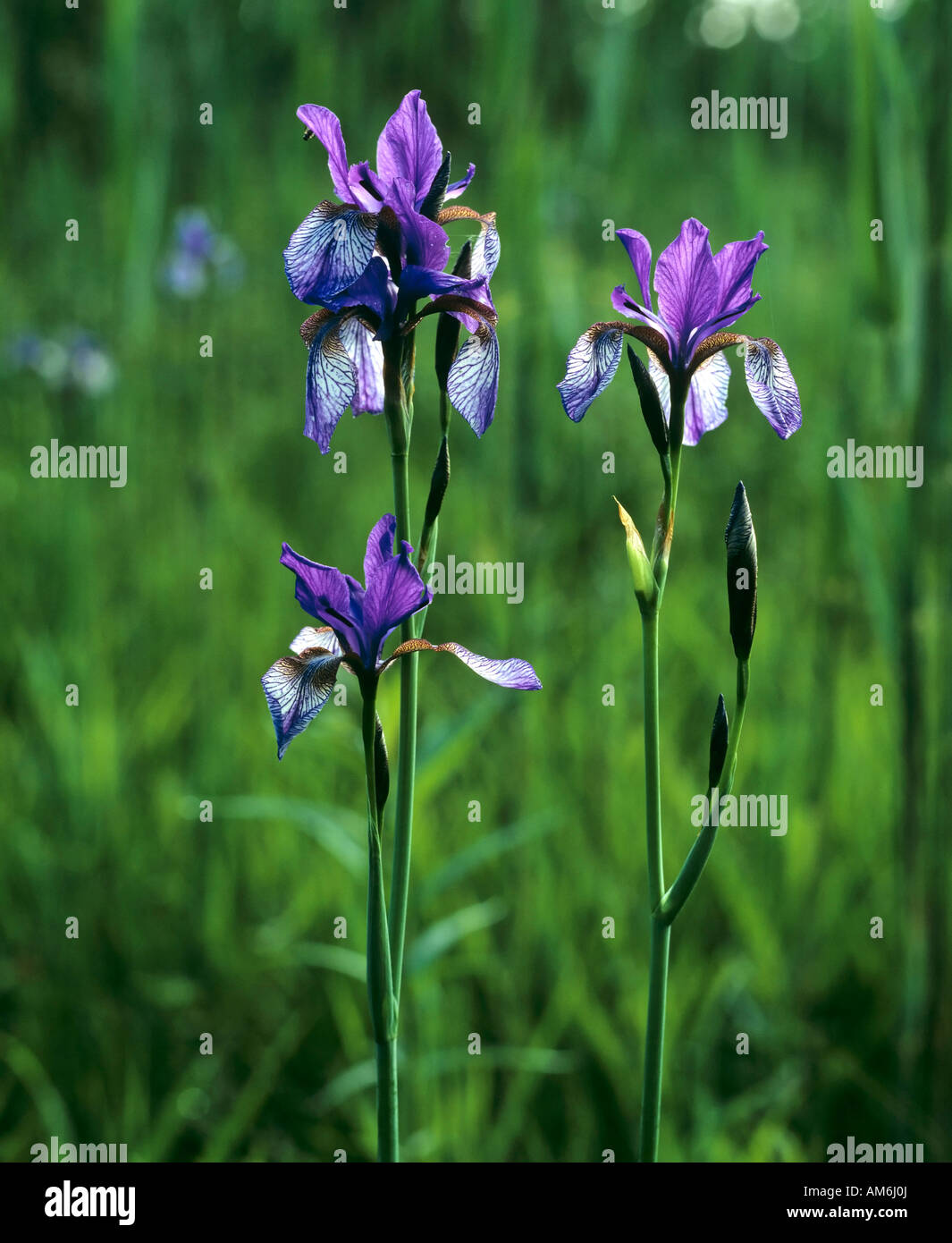 Siberian Iris (Iris sibirica Stock Photo - Alamy
