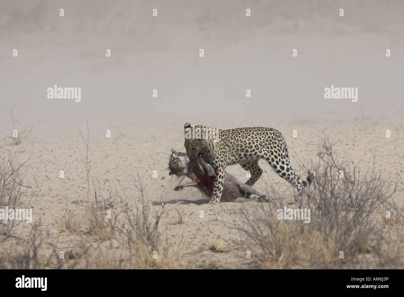 Leopard dragging its kill in the Kalahari desert Stock Photo - Alamy