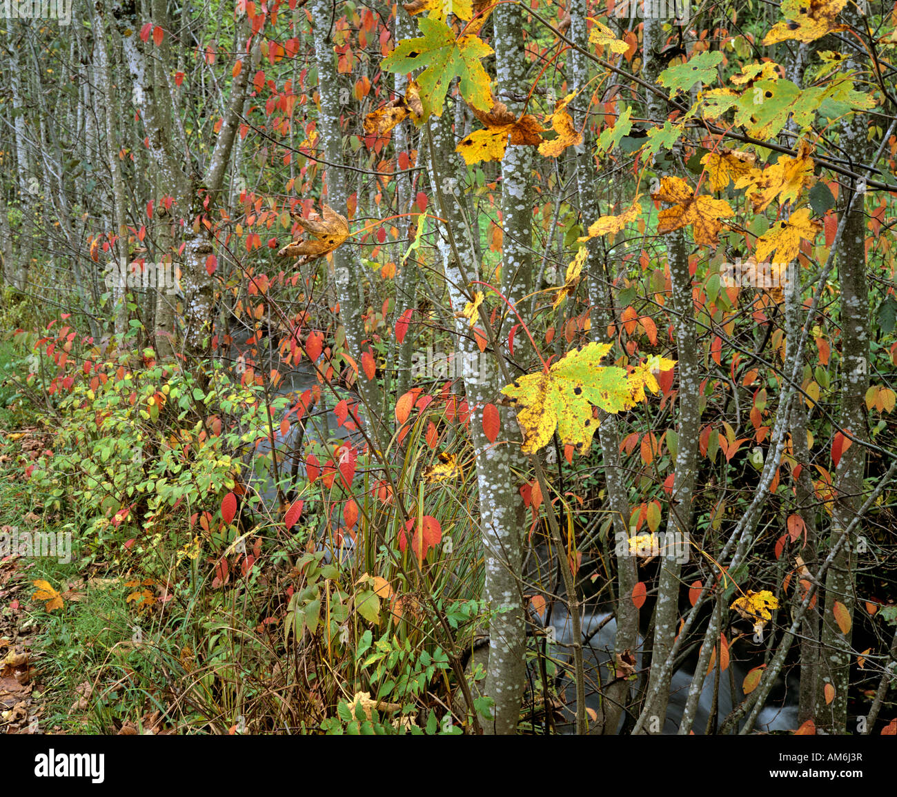 Autumn foliage at a brook Stock Photo - Alamy