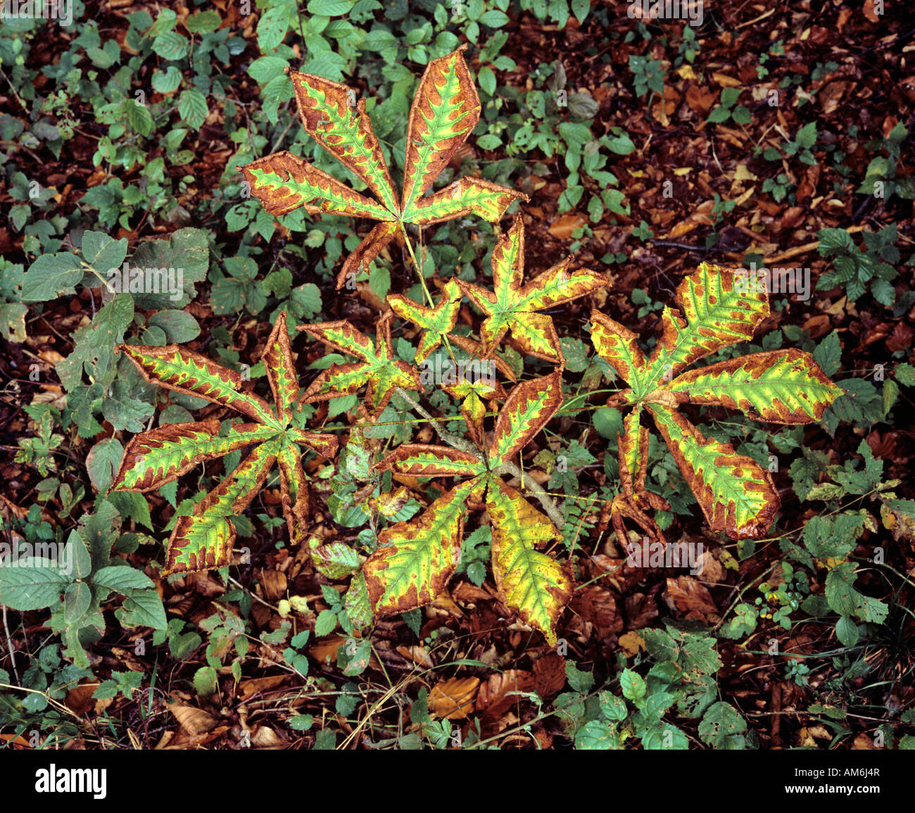 Buckeye sapling hi-res stock photography and images - Alamy