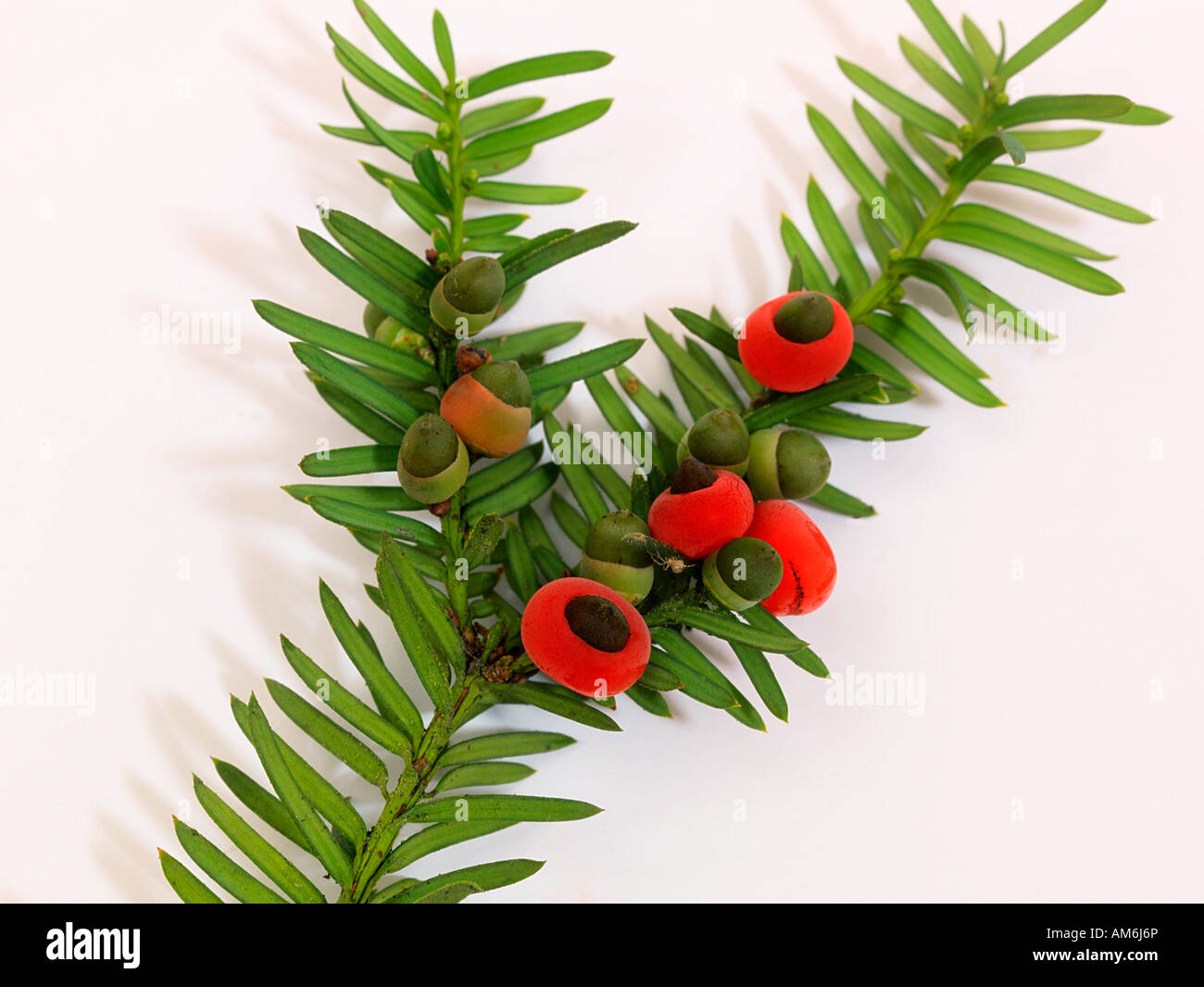 Yew leaf hi-res stock photography and images - Alamy