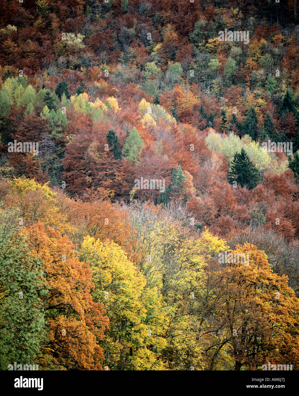 Mischwald im mixed forest in hi-res stock photography and images - Alamy