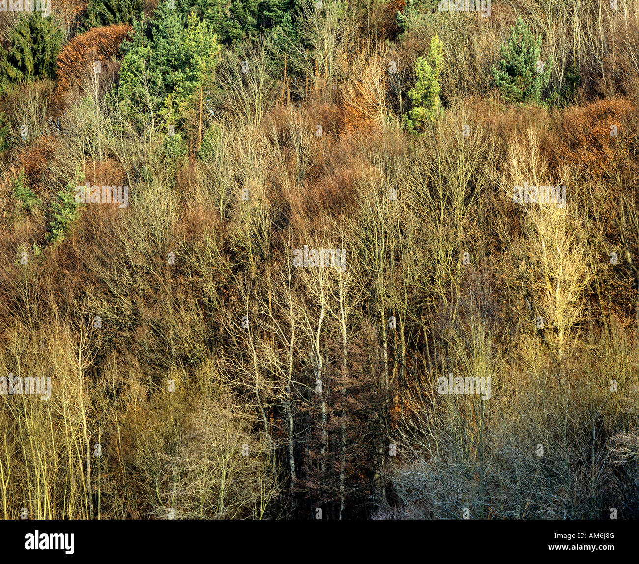 Mixed woodland in fall hi-res stock photography and images - Alamy