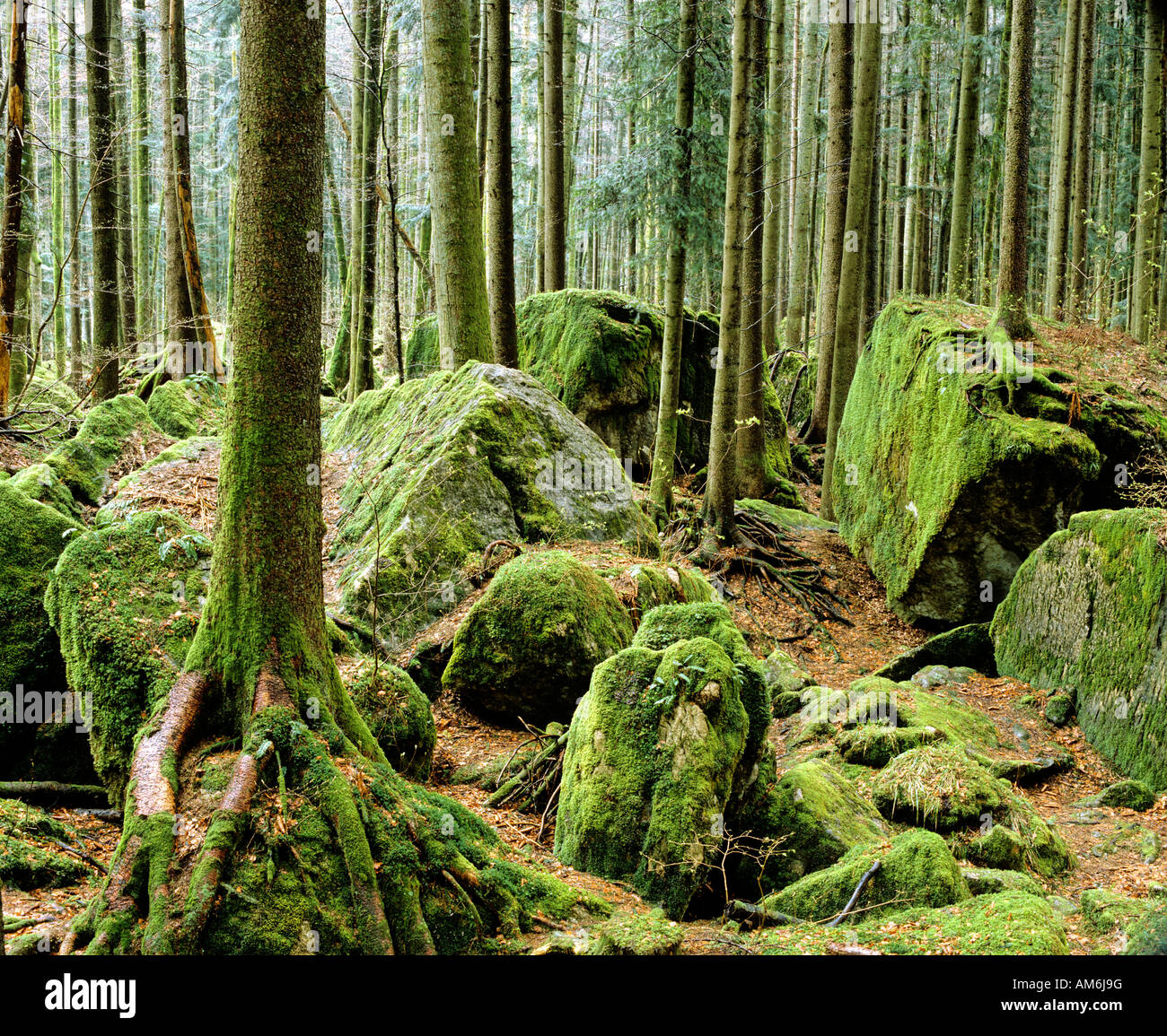 Forest, Brand near Ruhpolding, Chiemgau, Upper Bavaria, Germany Stock ...