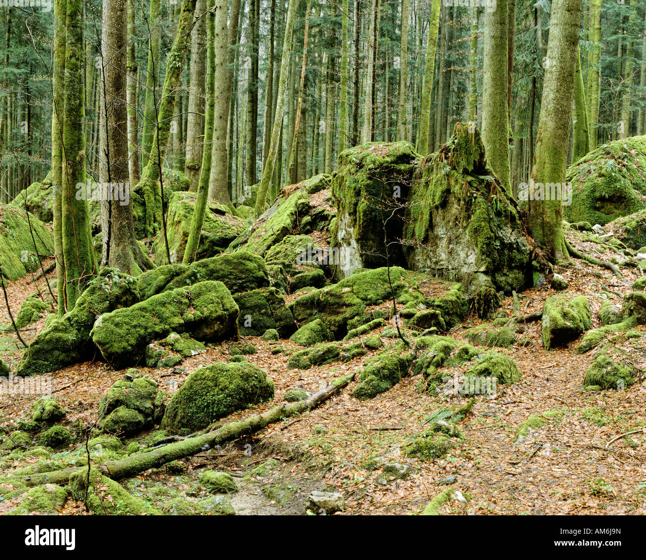 Forest, Brand near Ruhpolding, Chiemgau, Upper Bavaria, Germany Stock ...