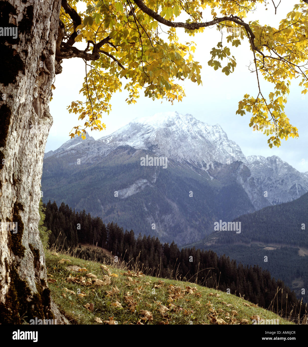 Mount Watzmann, Berchtesgaden Alps, maple tree (Acer), Upper Bavaria ...