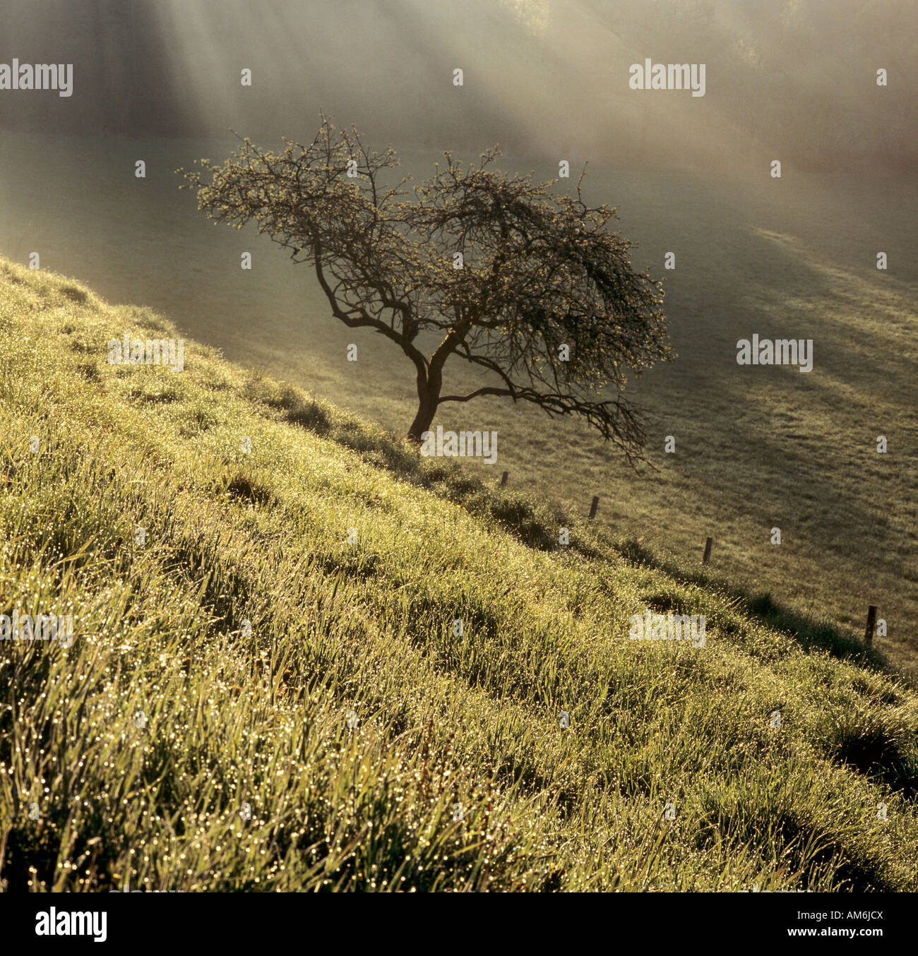 Apple tree, morning light, dew on meadow Stock Photo - Alamy