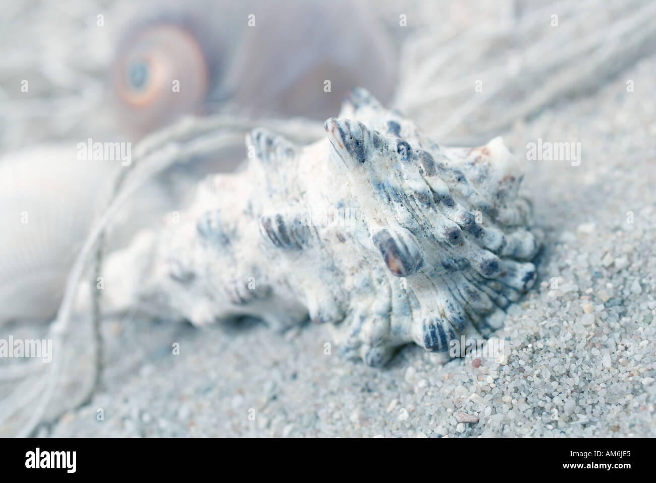 Shells and fishing net on the beach Stock Photo - Alamy