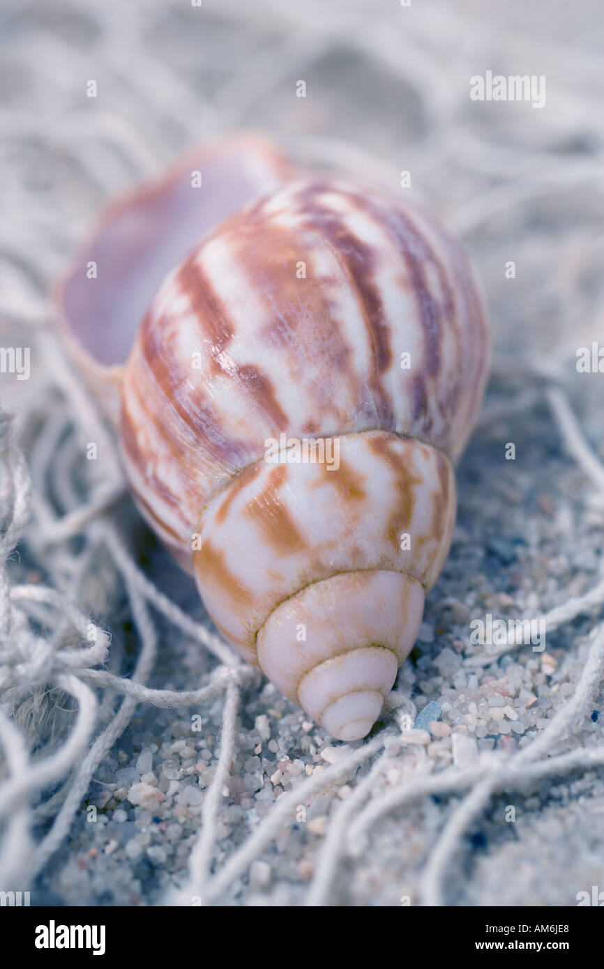 Shells and fishing net on the beach Stock Photo - Alamy