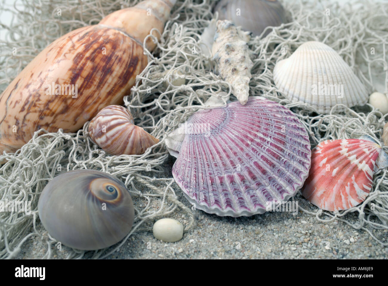 Shells and fishing net on the beach Stock Photo - Alamy