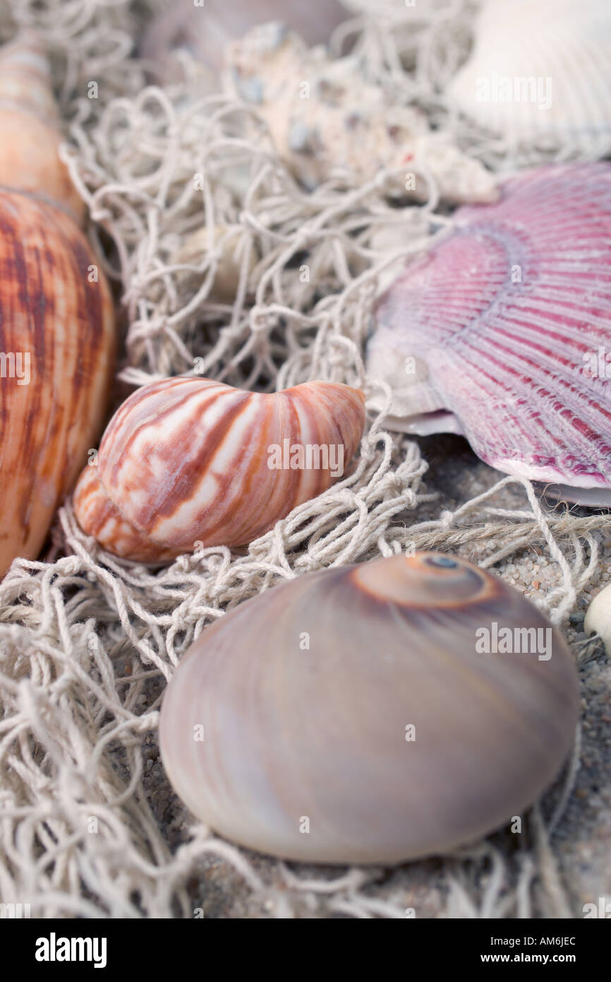 Shells and fishing net on the beach Stock Photo - Alamy