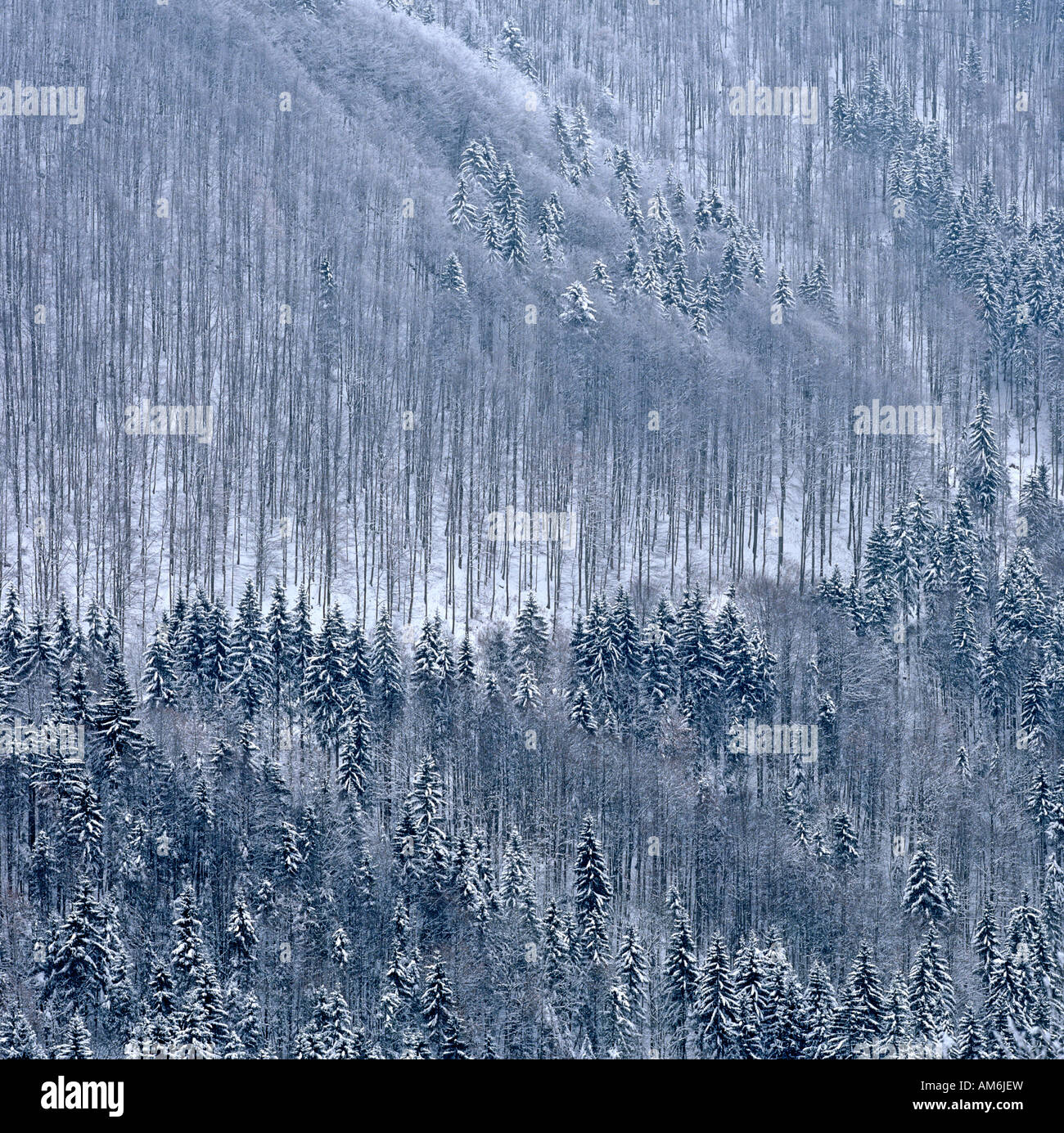 Picea abies winter hi-res stock photography and images - Alamy