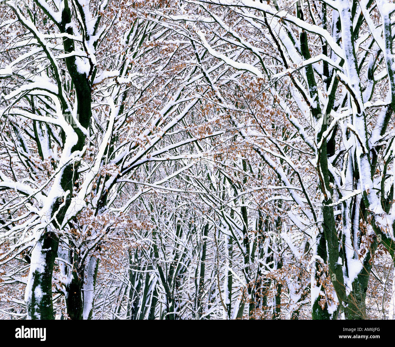 Beeches tree hi-res stock photography and images - Alamy