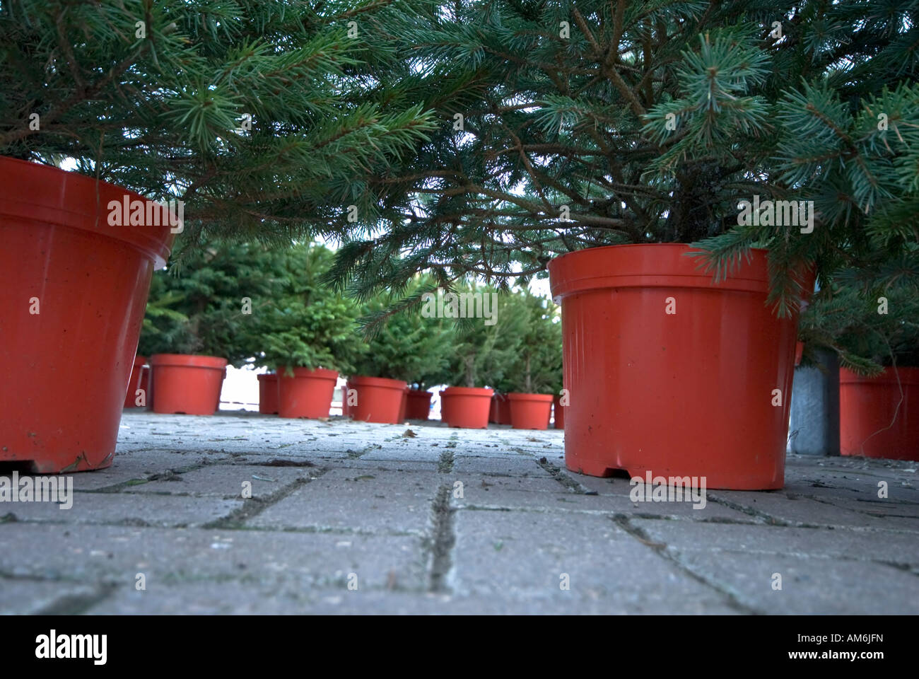 Norwegian spruce Christmas trees red pots Stock Photo - Alamy
