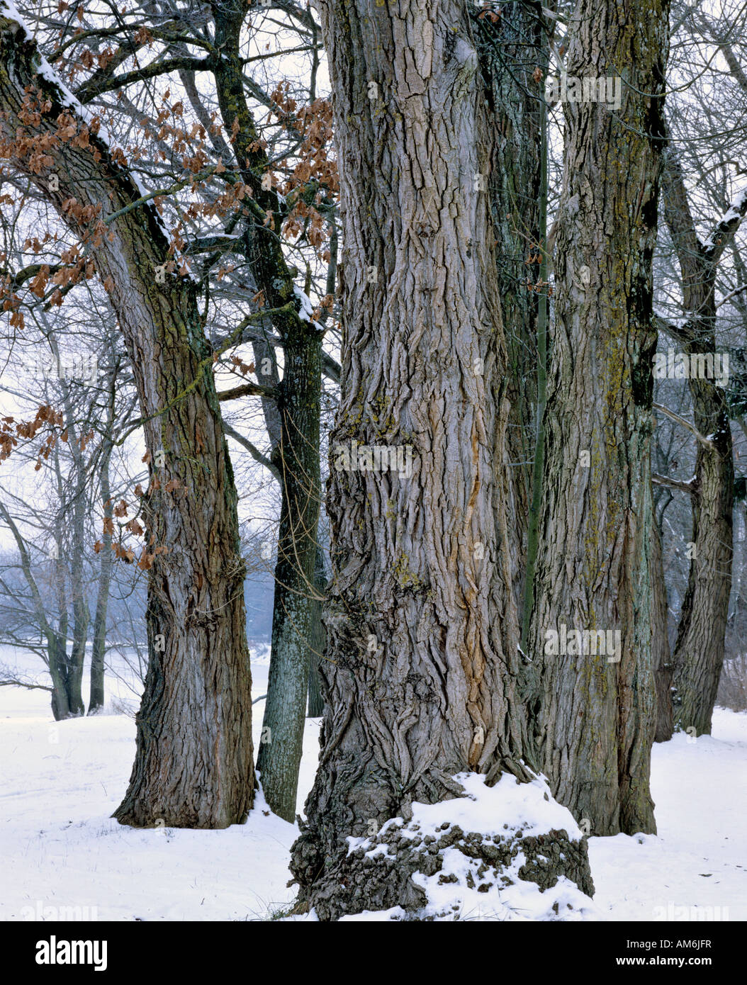 Willows structure hi-res stock photography and images - Alamy