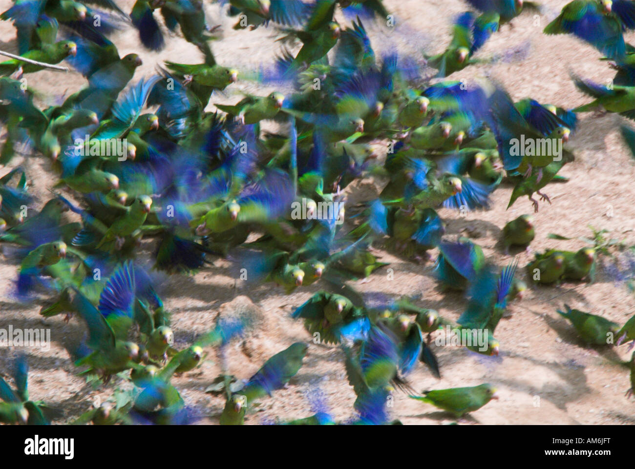 Blue Headed Parrot Pionus menstruus taking off scared from salt clay ...