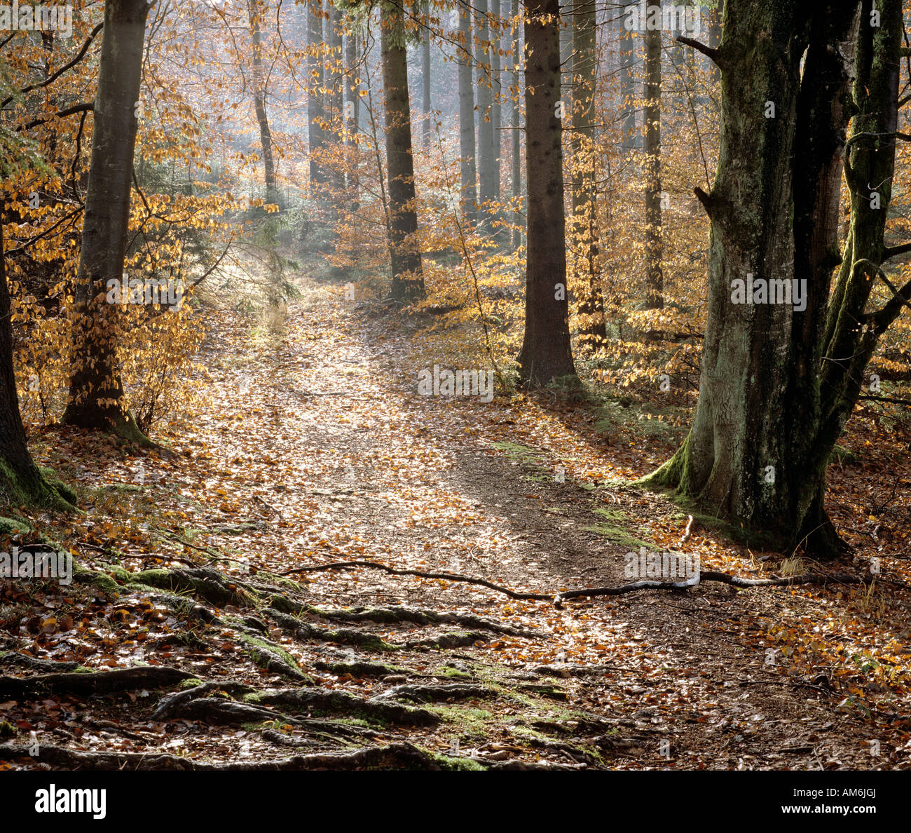 Autumn beech beech tree blatter buche buchen hi-res stock photography ...