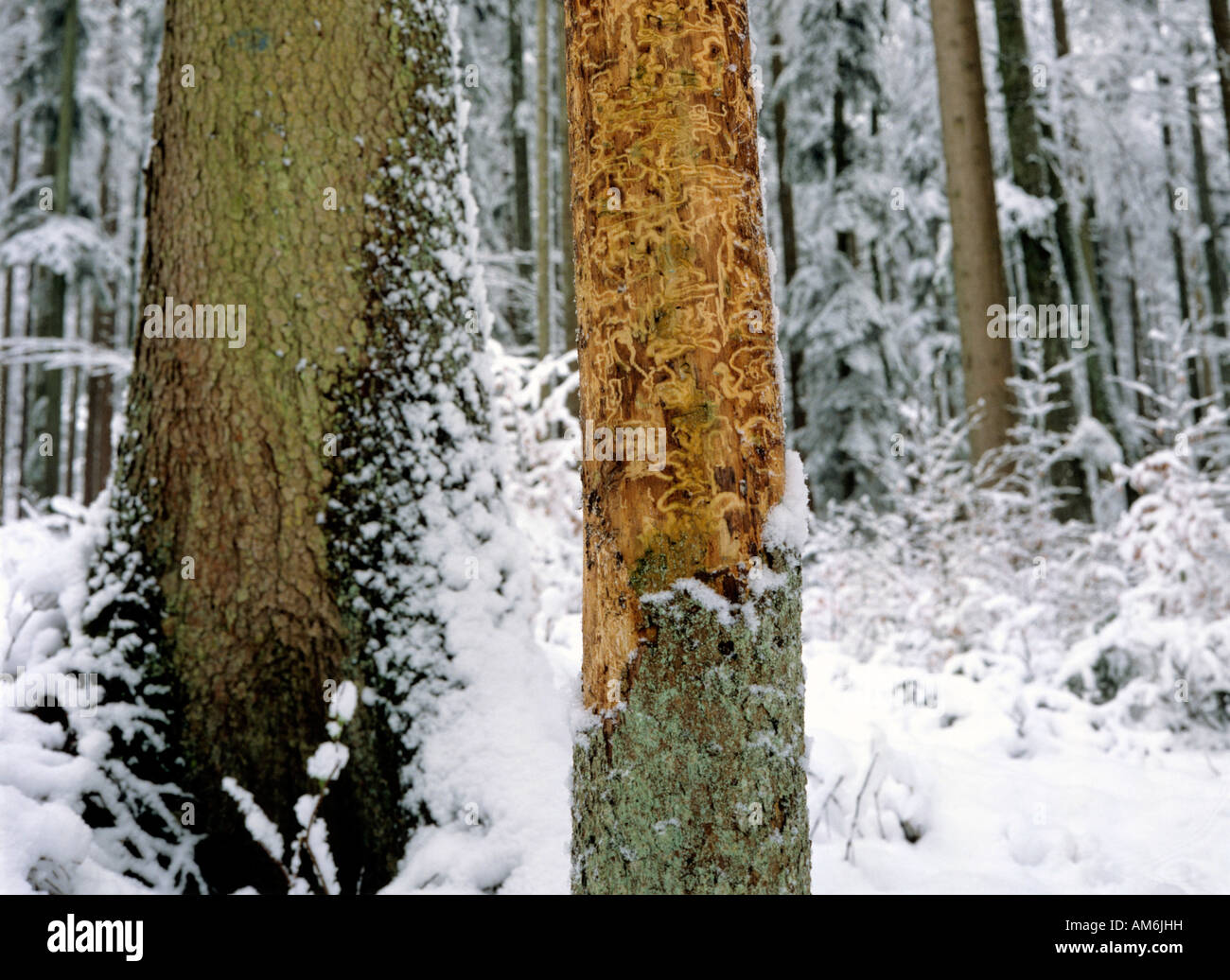 Bark beetle infestation, damaged tree in winter Stock Photo - Alamy
