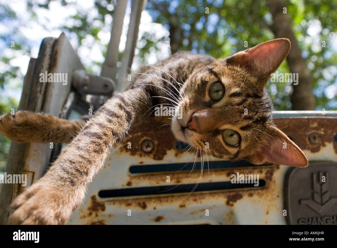 Kitten playing on an old tractor Stock Photo - Alamy