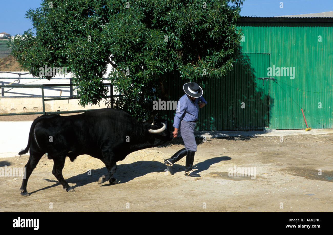 A tame fighting bull is following his master Stock Photo - Alamy