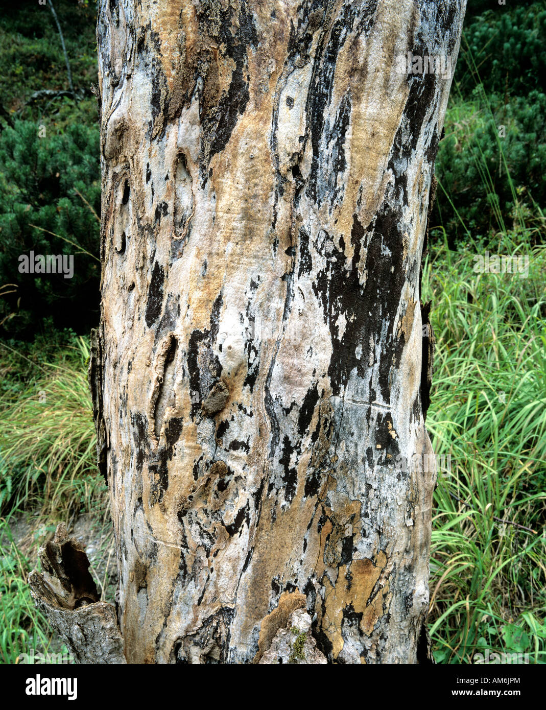 Dead tree without bark Stock Photo - Alamy