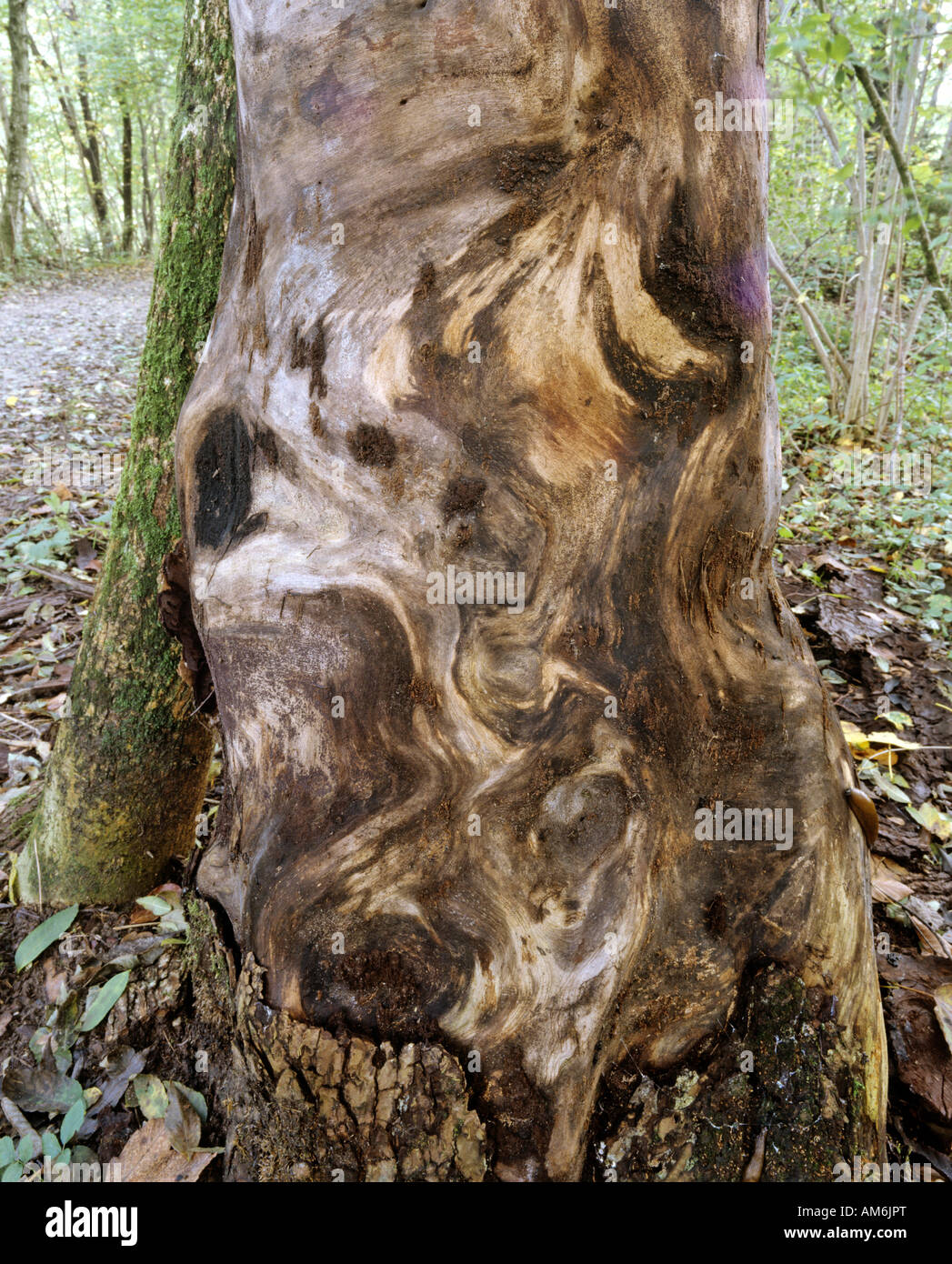 Tree trunk without bark Stock Photo - Alamy