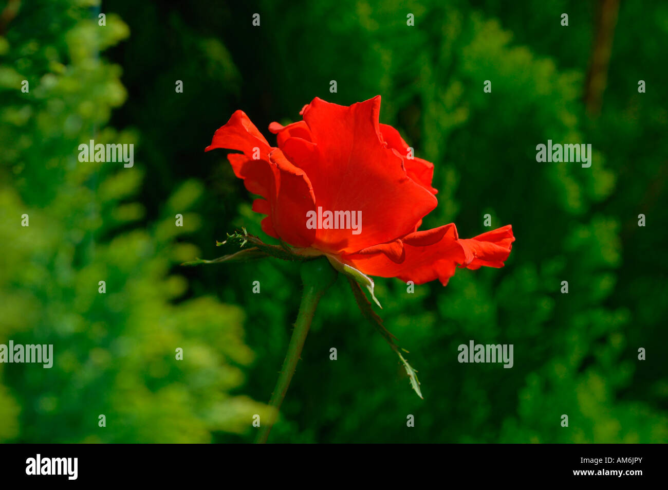 Alexander hybrid tea rose hi-res stock photography and images - Alamy